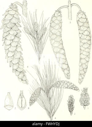 This 1899 work focuses on the white pine (Pinus strobus), detailing its ...