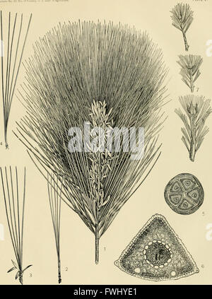 A 1899 study on the white pine (Pinus strobus), detailing its ...