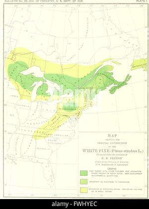 The 1899 study on the White Pine (Pinus strobus) details its botanical ...