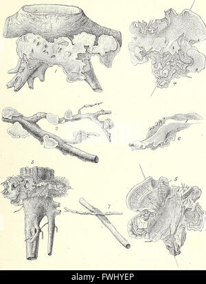 This 1899 publication focuses on the White Pine (Pinus strobus ...