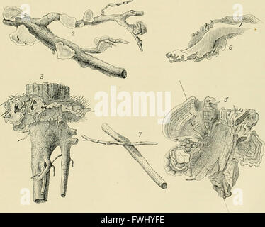 An 1899 study of the white pine, Pinus strobus, detailing its ...