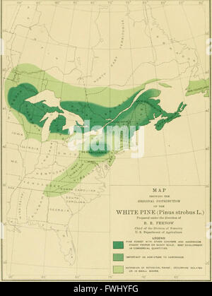 An in-depth study of the White Pine tree (Pinus strobus), including its ...