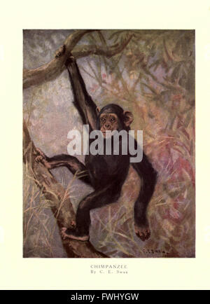 The wild beasts of the world (Plate 7 Stock Photo - Alamy