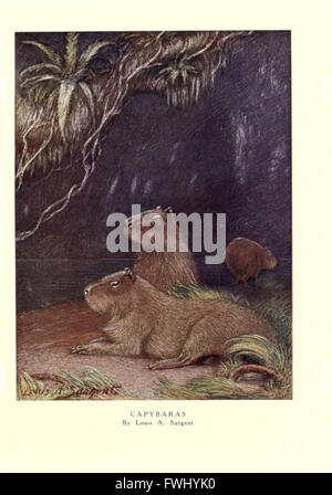 This plate from 'The Wild Beasts of the World' offers a detailed ...