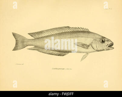 The zoology of the H.M.S. Beagle voyage includes detailed observations ...