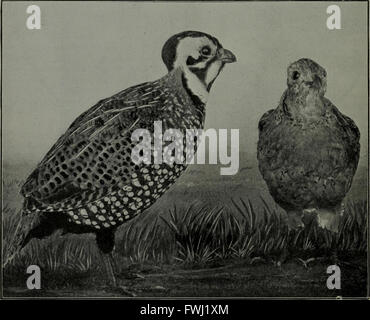 Western Field, published in 1905, is a periodical featuring various ...