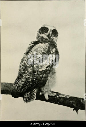 Wild wings; adventures of a camera-hunter among the larger wild birds ...
