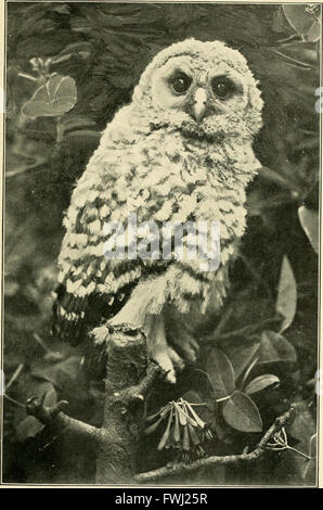 Wild wings; adventures of a camera-hunter among the larger wild birds ...