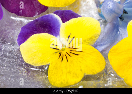 beautiful frozen spring flowers in spring setting Stock Photo - Alamy