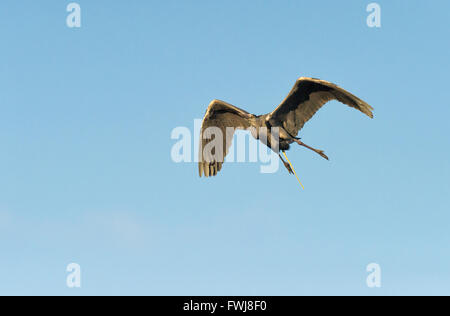 Grey Heron in flight and passing feces or faeces Stock Photo - Alamy