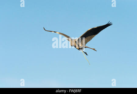 Grey Heron in flight and passing feces or faeces Stock Photo - Alamy