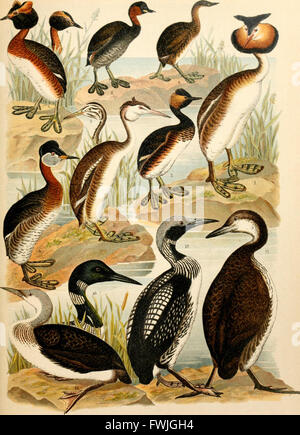 *Atlante Ornitologico* (1902) is an ornithological atlas focused on ...