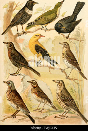 The 1902 Ornithological Atlas provides an in-depth look at European ...