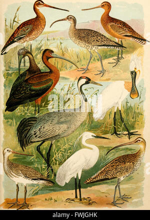 This 1902 ornithological atlas presents European bird species with ...