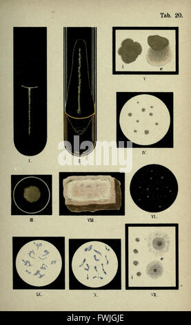 This work provides a detailed overview of bacteriology, focusing on ...