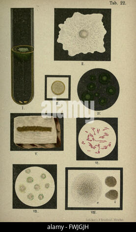 'Atlas and Essentials of Bacteriology' provides visual and written ...