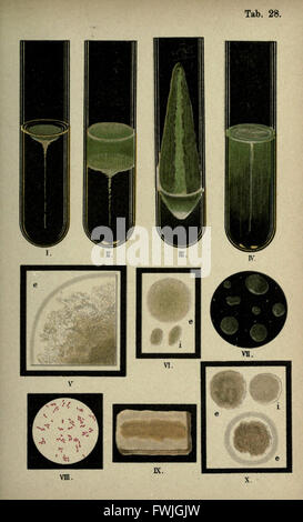 'Atlas and Essentials of Bacteriology' provides visual and written ...