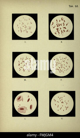 This atlas provides detailed illustrations and essential information on ...