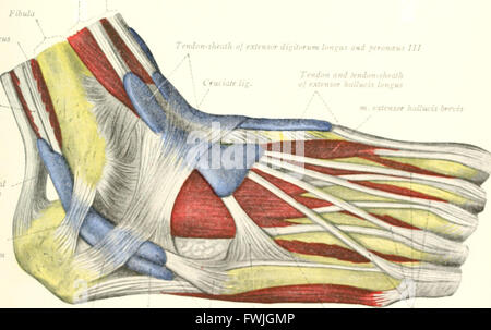 . Atlas and text-book of human anatomy. Anatomy -- Atlases. Femur ...