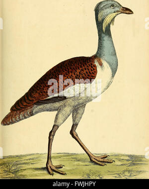 The 1731 natural history of birds, featuring detailed illustrations of ...