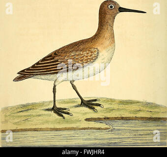 'A Natural History of Birds' (1731) is an illustrated work featuring ...