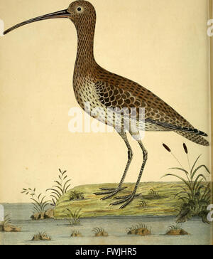 A Natural History of Birds (1731) is a comprehensive study of bird ...