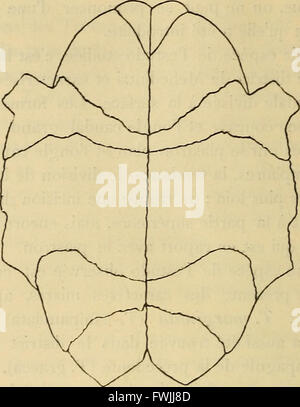 The *Bulletin of the Romanian Society of Sciences* (1911-1916) is a ...