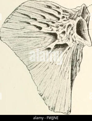 This 1899 publication from the Society of Sciences in Bucharest ...