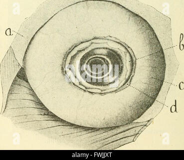 A 1911 scientific bulletin from the Society of Sciences of Bucharest ...