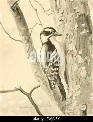 'Bird-life' is a 1897 guide offering insights into common bird species ...