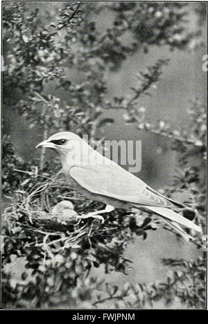 Birds of our bush; or, Photography for nature-lovers (1900 Stock Photo ...
