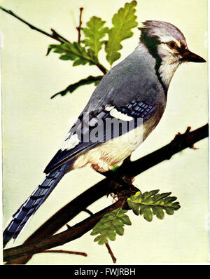 This book provides an introduction to 150 bird species commonly found ...