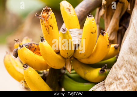 Banana tree in the rainforest of Amazon River basin in South America ...