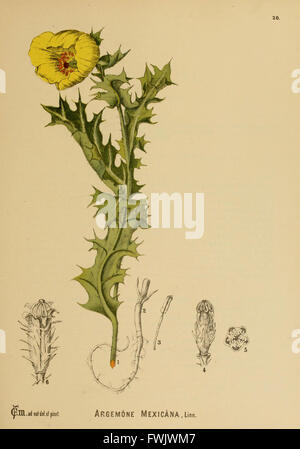 A detailed illustration of American medicinal plants, showcasing their ...