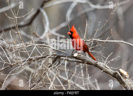 Northern Cardinal, Montreal, Quebec, Canada Stock Photo - Alamy