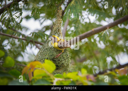 Baya Weaver at nesting site in India Stock Photo - Alamy