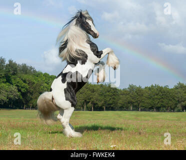 Rearing Gypsy Vanner Horse stallion Stock Photo - Alamy
