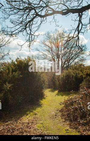 Grassy pathway through flowering hedgerow in the woods Stock Photo - Alamy