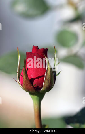 A vertical shot of a red rose bud on a bush Stock Photo - Alamy