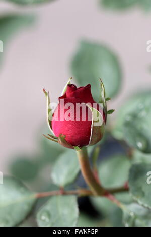 A vertical shot of a red rose bud on a bush Stock Photo - Alamy