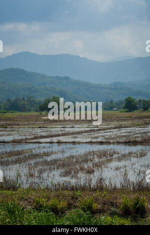 Rice padi or paddi fields in Sabah north Borneo Stock Photo - Alamy