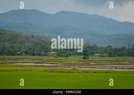 Rice padi or paddi fields in Sabah north Borneo Stock Photo - Alamy