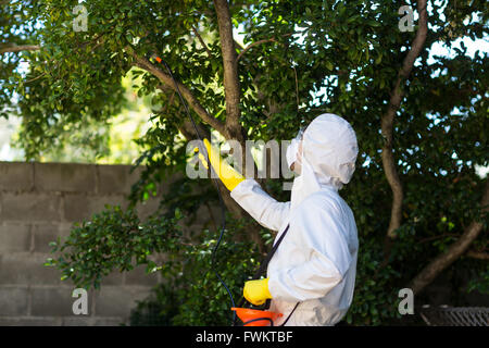 Man spraying insecticide on tree Stock Photo - Alamy