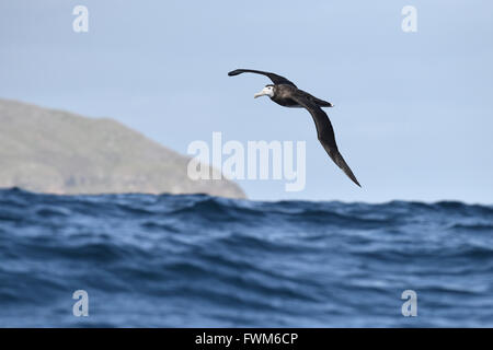 An Antipodean Albatross (Diomedea antipodensis) flying over ocean ...