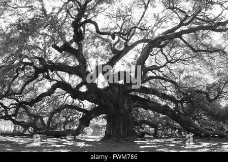Angle Oak Tree – Majestic live oak angle tree Stock Photo - Alamy