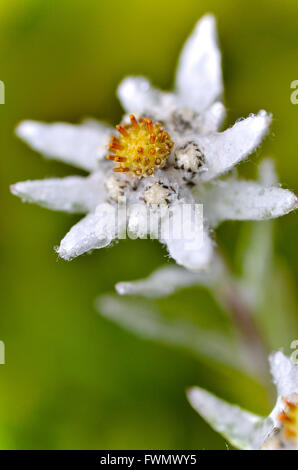 Edelweiss Leontopodium alpinum mountain flower Flora plant plants ...