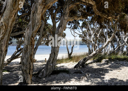 Saltwater Paperbark (Melaleuca cuticularis), Nanarup Beach, Western ...
