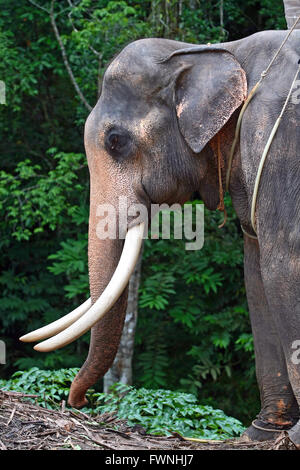 Aged Bull Elephant Head Profile Stock Photo - Alamy