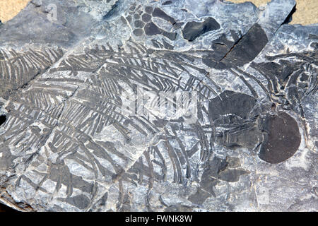 Dinosaur bone fossil embedded in sandstone. Moab, Utah, USA Stock Photo ...