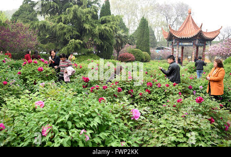 Bozhou, China's Anhui Province. 7th Apr, 2016. A woman views peony ...